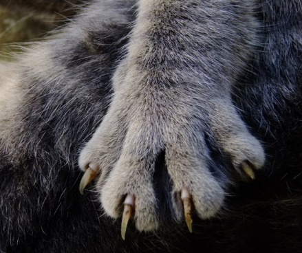 Les principales zoonoses chez le chat – L’arche de Milie