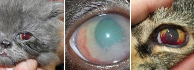 Les principales zoonoses chez le chat – L’arche de Milie