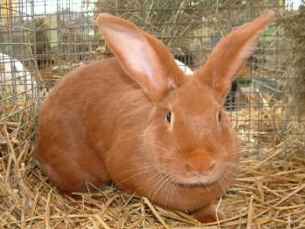 Les différentes races de lapins – L’arche de Milie