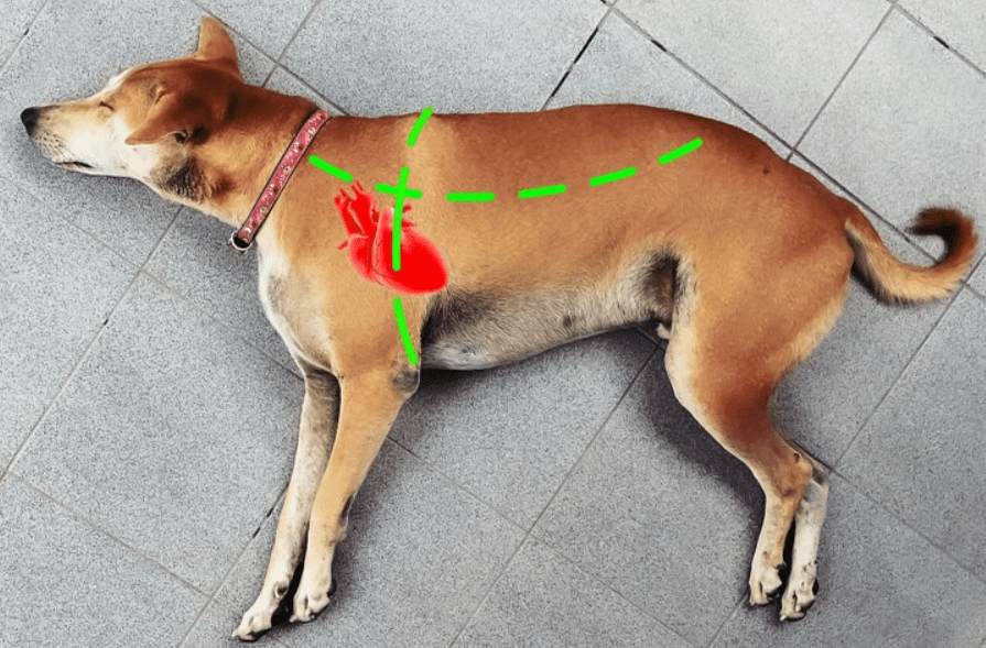 Comment faire un massage cardiaque sur un chien ou un chat ? – L’arche ...