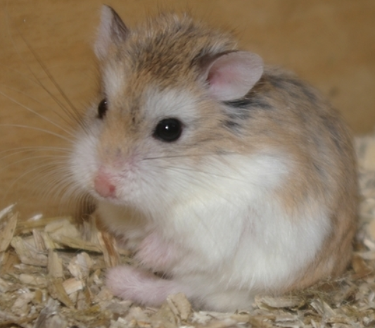 Les différentes races de hamster – L’arche de Milie