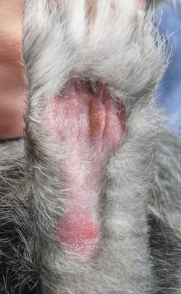 Pododermatite du Lapin : Comprendre et Prévenir – L’arche de Milie