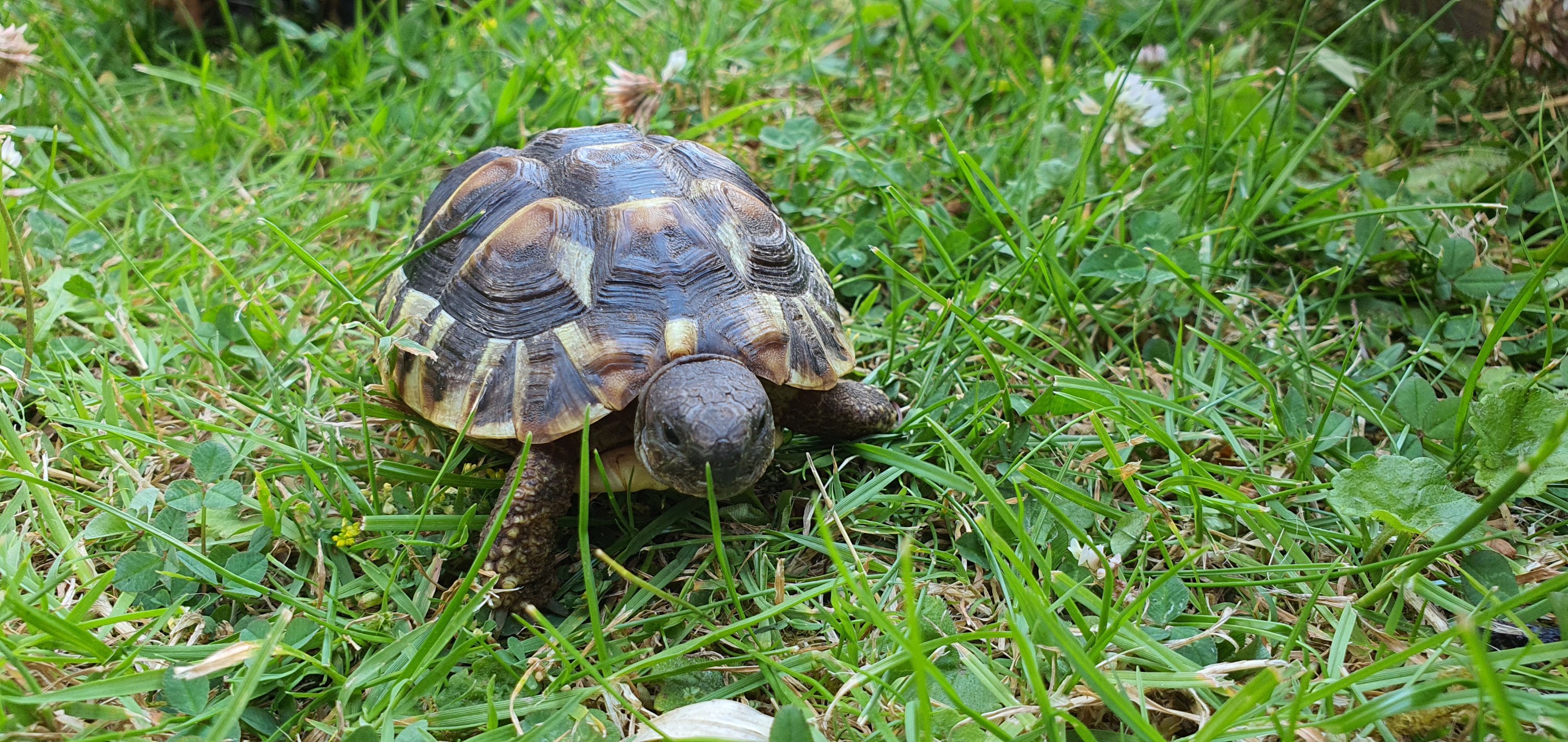 Les différentes espèces de tortues terrestres – L’arche de Milie