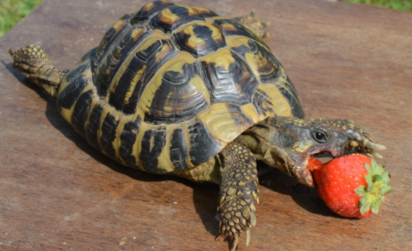 Les différentes espèces de tortues terrestres – L’arche de Milie