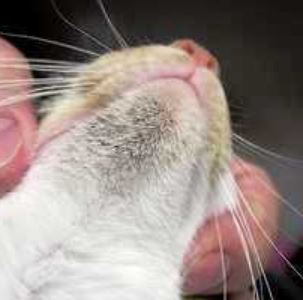 L’acné du chat – L’arche de Milie