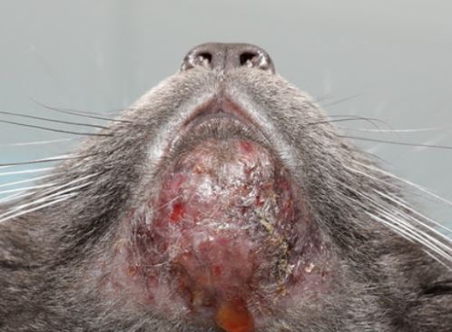 L’acné du chat – L’arche de Milie