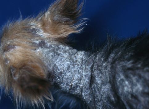 Comprendre les Teignes: Causes et Symptômes – L’arche de Milie