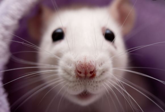 Guide Complet sur les Rats: Soins et Comportement – L’arche de Milie